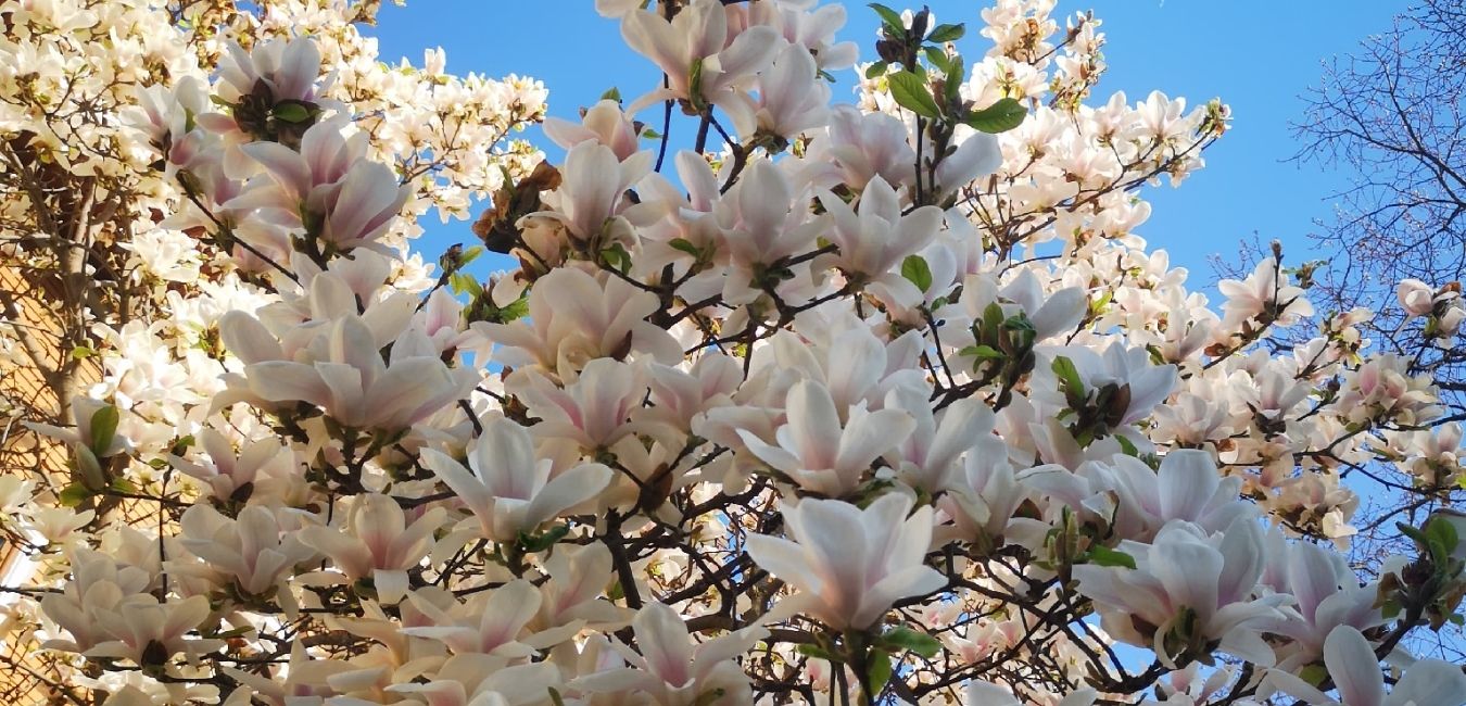 Blooming Bucharest: The Map of Magnolias - Visit Bucharest