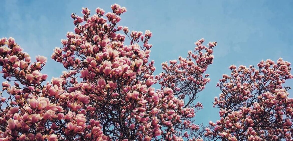 Blooming Bucharest: The Map of Magnolias - Visit Bucharest