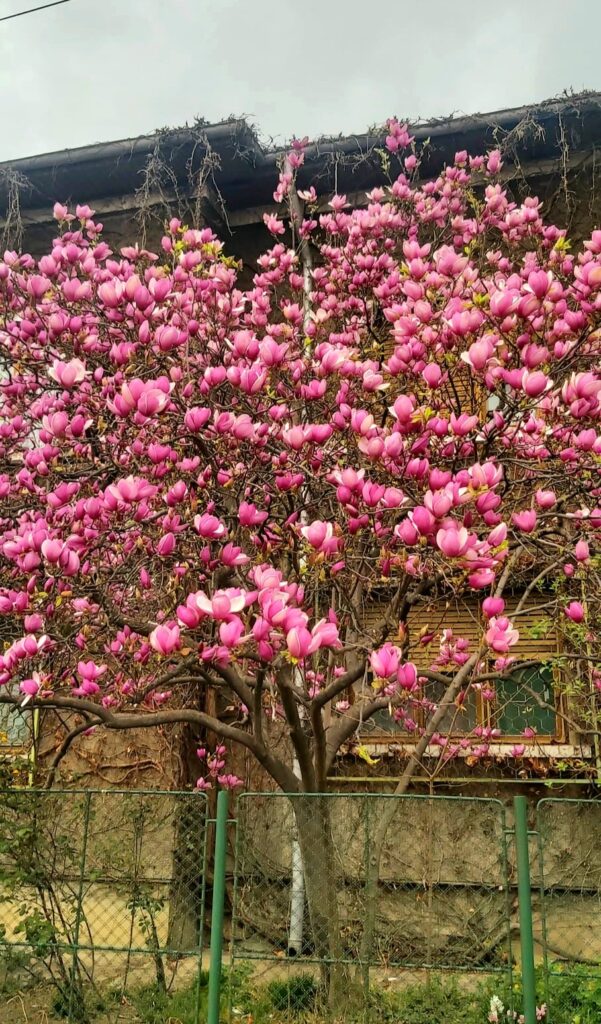 Blooming Bucharest: The Map of Magnolias - Visit Bucharest