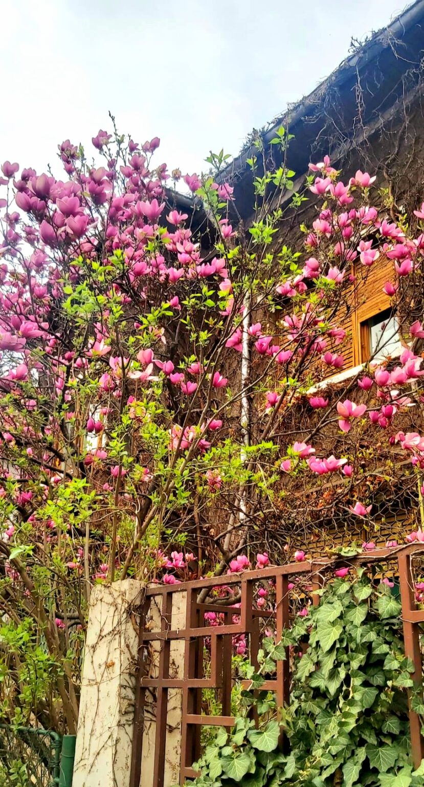 Blooming Bucharest: The Map of Magnolias - Visit Bucharest