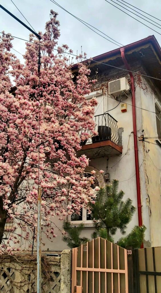 Blooming Bucharest: The Map of Magnolias - Visit Bucharest