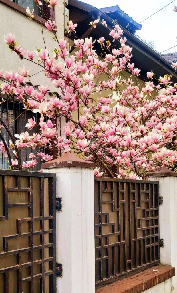 Blooming Bucharest: The Map of Magnolias - Visit Bucharest