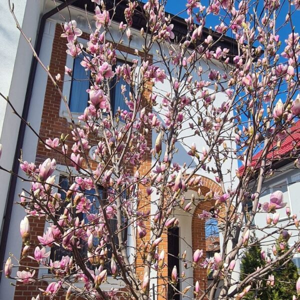 Blooming Bucharest: The Map of Magnolias - Visit Bucharest
