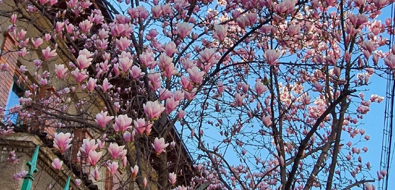 Blooming Bucharest: The Map of Magnolias - Visit Bucharest