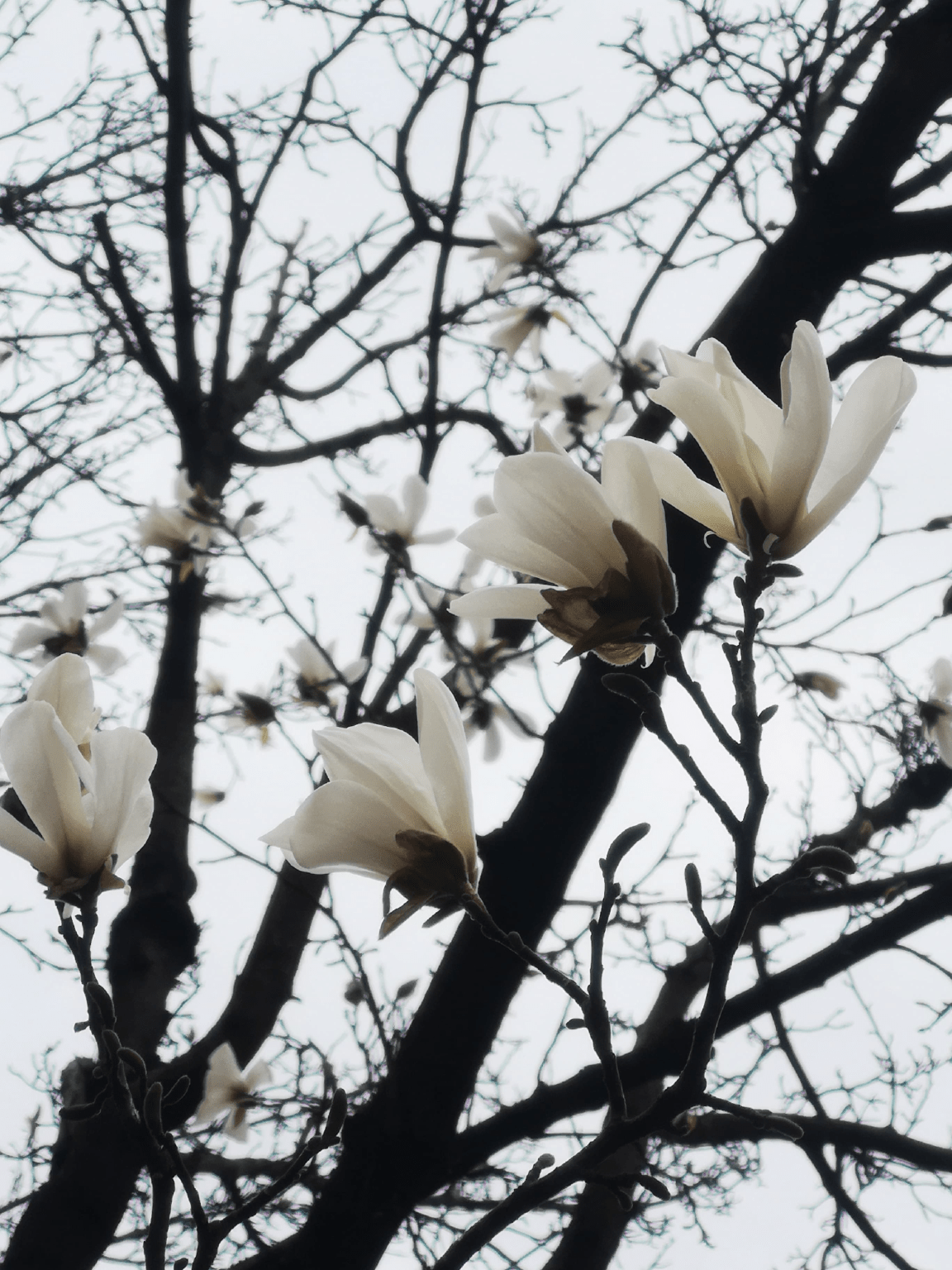 Blooming Bucharest: The Map of Magnolias - Visit Bucharest