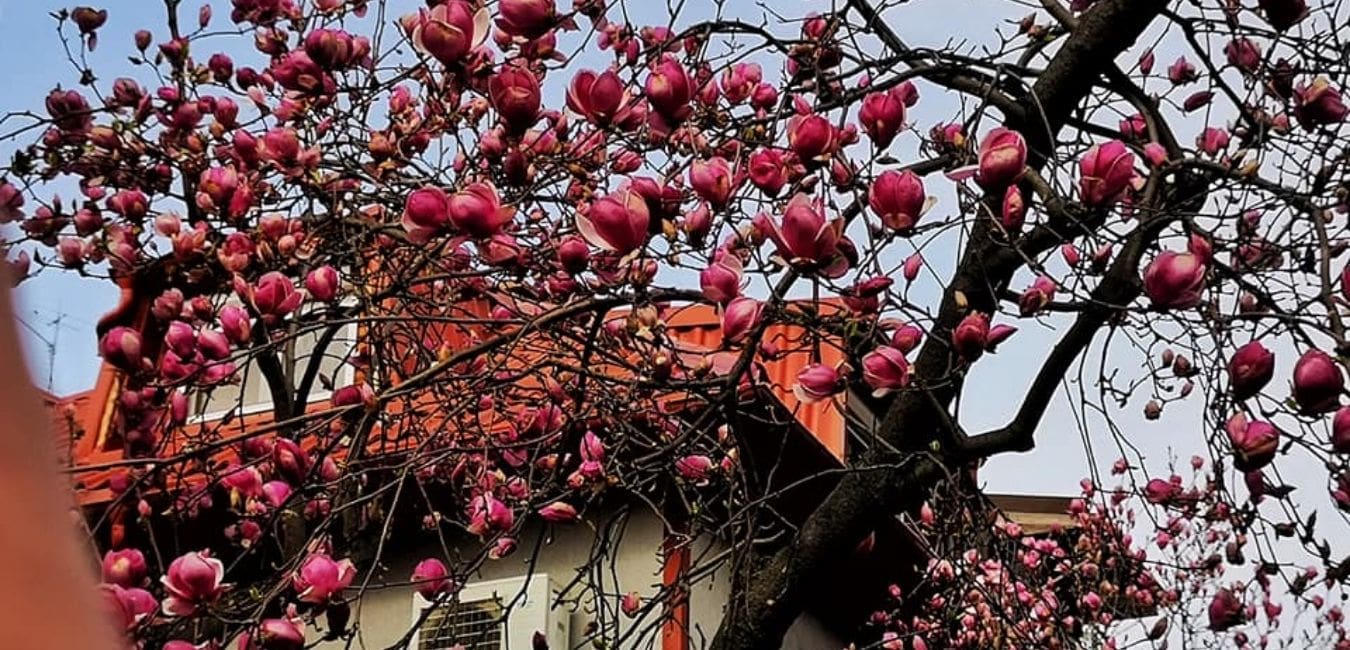 Blooming Bucharest: The Map of Magnolias - Visit Bucharest
