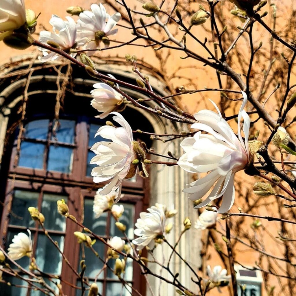 Blooming Bucharest: The Map of Magnolias - Visit Bucharest
