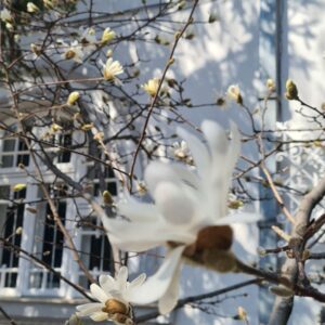 Blooming Bucharest: The Map of Magnolias - Visit Bucharest