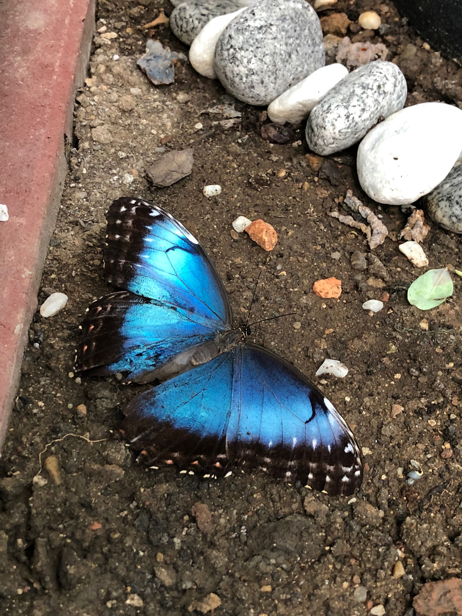 Live Butterflies Exhibition in Bucharest - Visit Bucharest